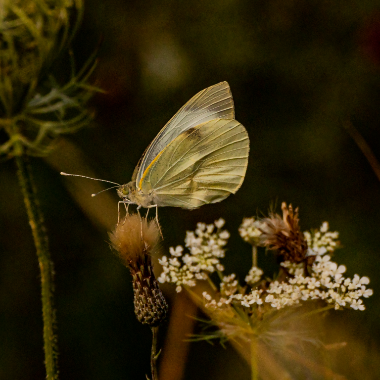 Les papillons du sentier de la forêt de Beynaves | Photo by Bernard ...