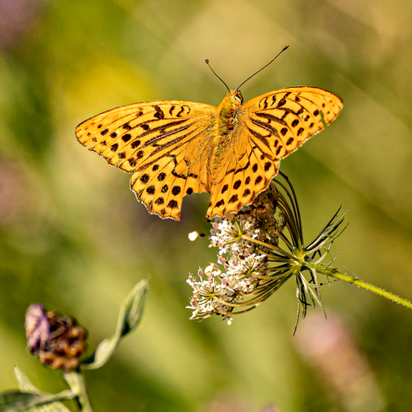 Les papillons du sentier de la forêt de Beynaves | Photo by Bernard ...